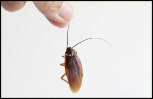 How to Get Roaches Out of Computer [6 Simple Steps 2024]