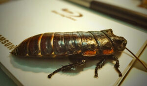 How to Get Roaches Out of Computer [6 Simple Steps 2024]